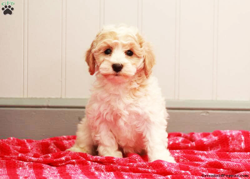 Designer Puppies in Lancaster County PA | Precious Paws